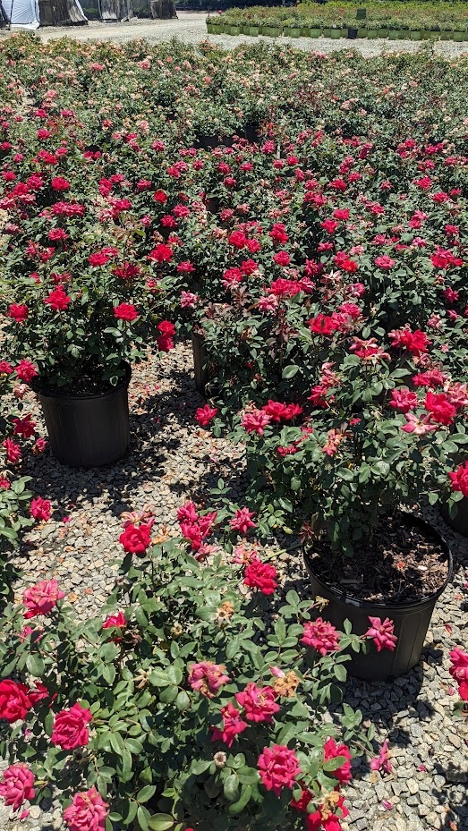 plants_details - Adcock’s Nursery